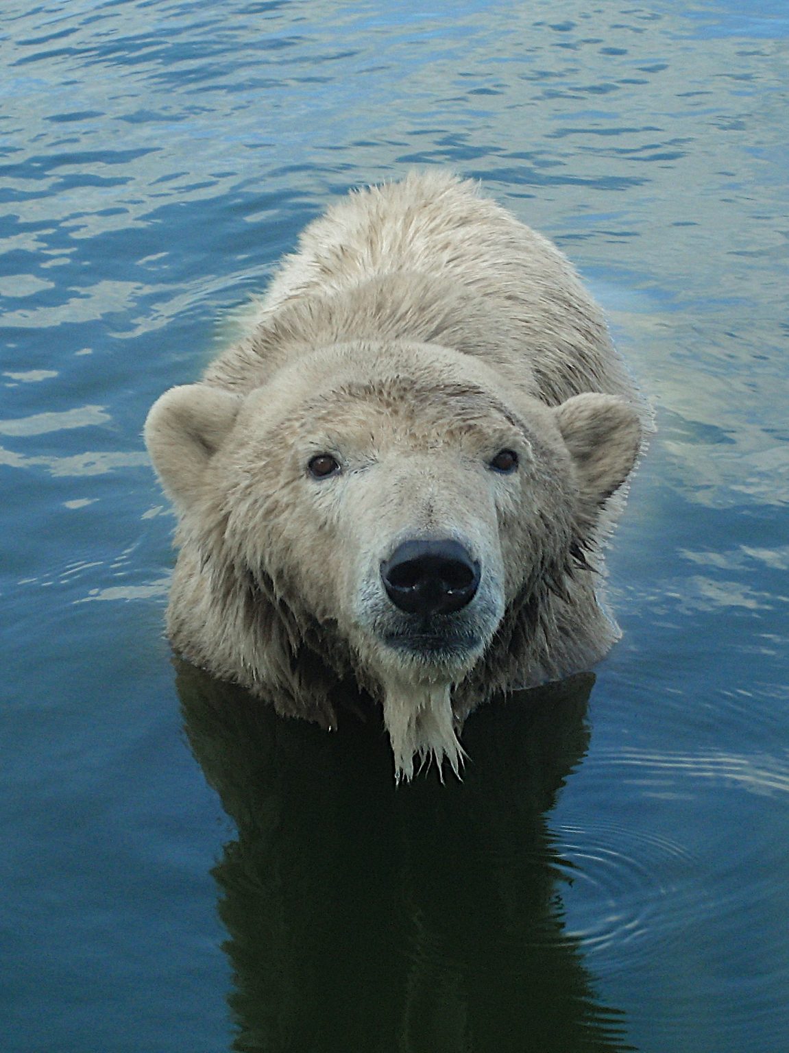 IELTS Reading Passage 1 IELTS PROFI